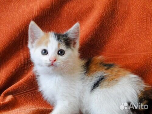 Чудесные котята в дар