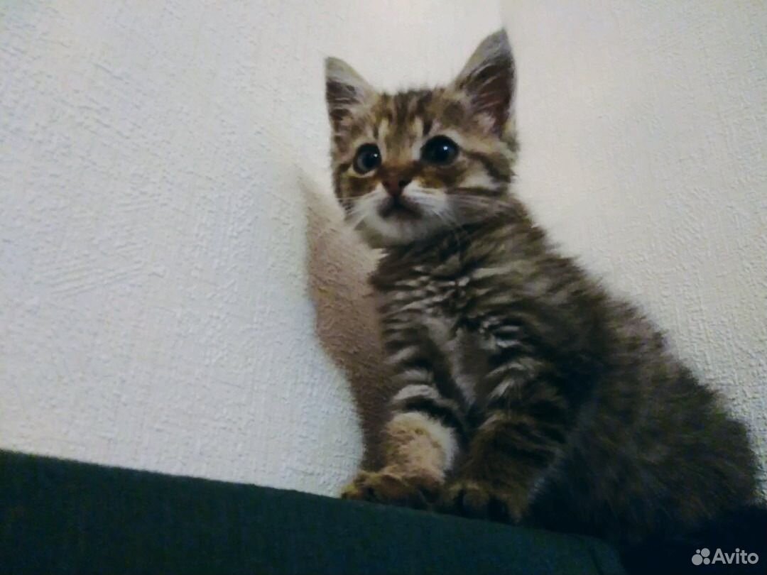 Котенок ищет дом