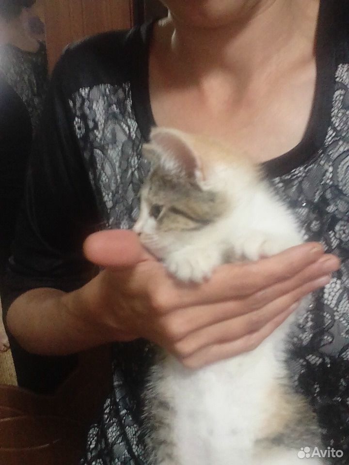 Котёнок