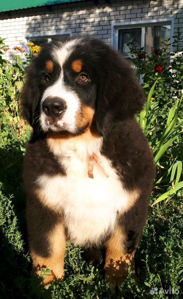 Щенки берна, мальчики