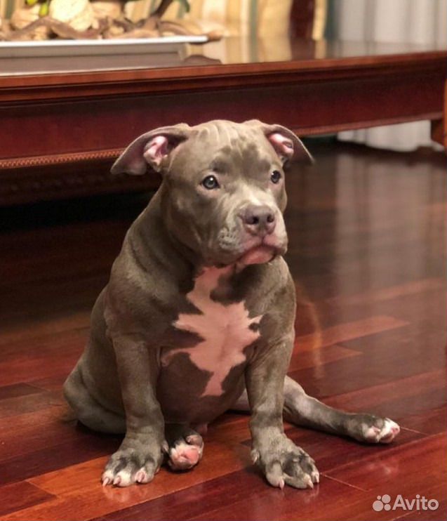 Американский булли щенки