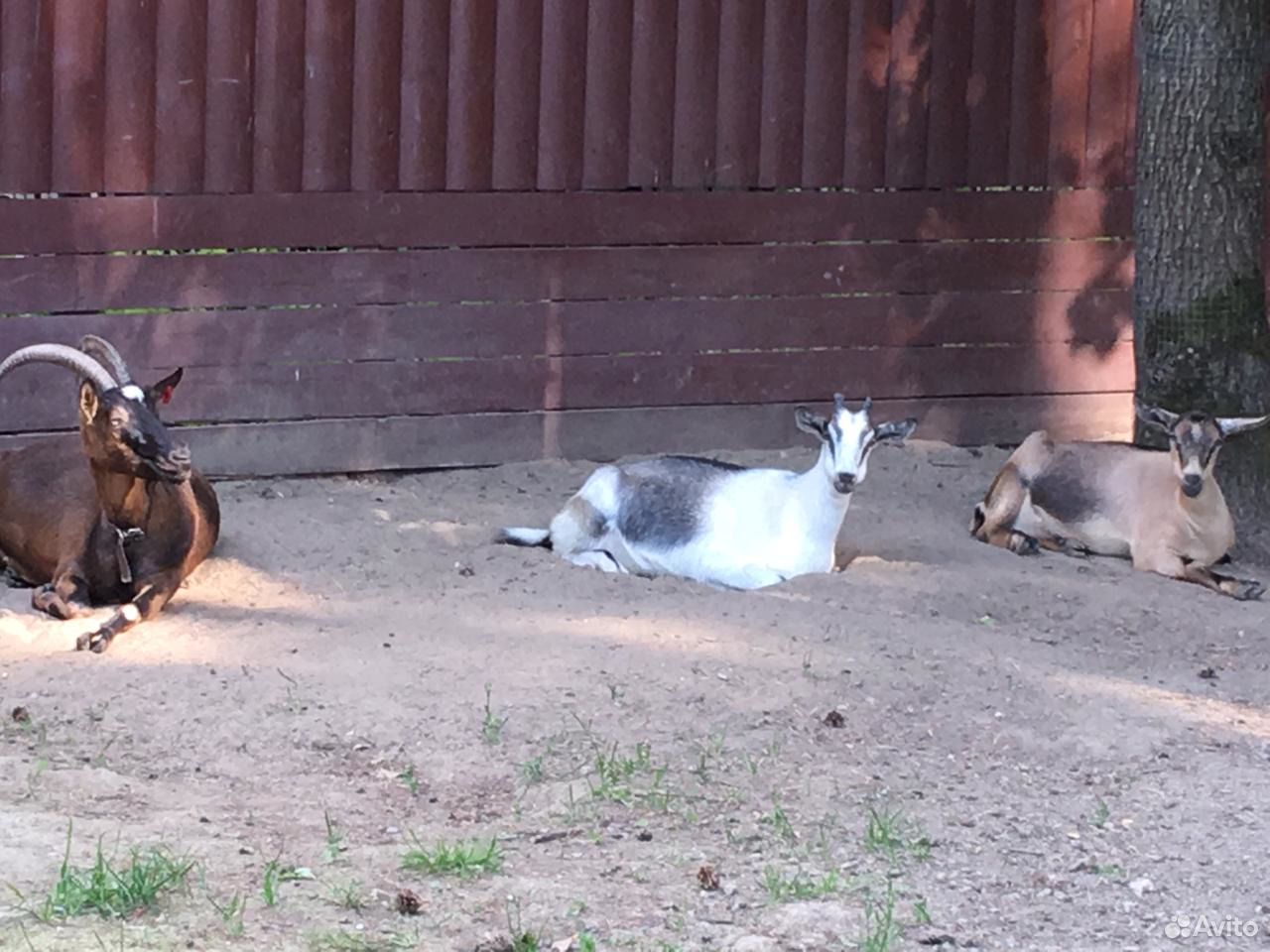 Чистокровная альпийская коза