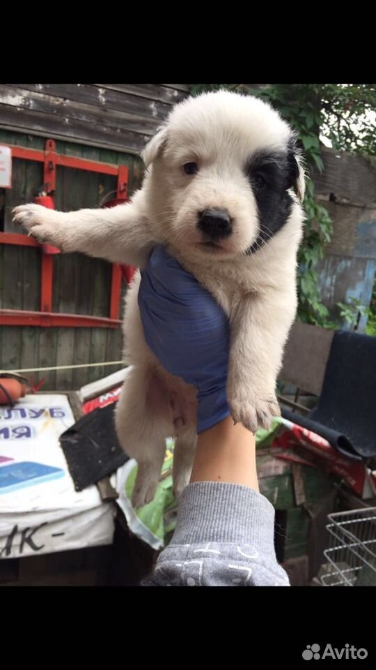 Замечательная девочка в добрые руки