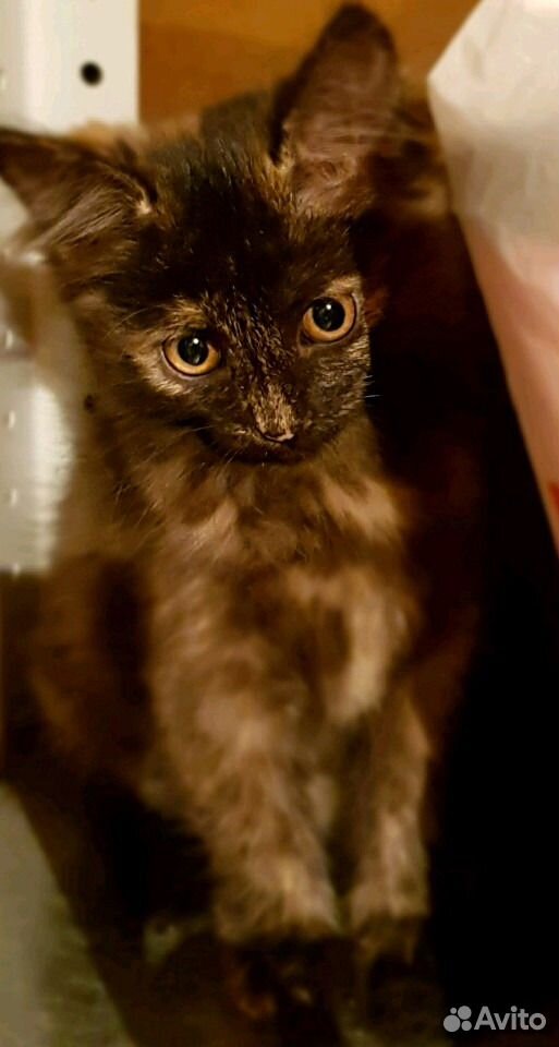 Котёночек Черри