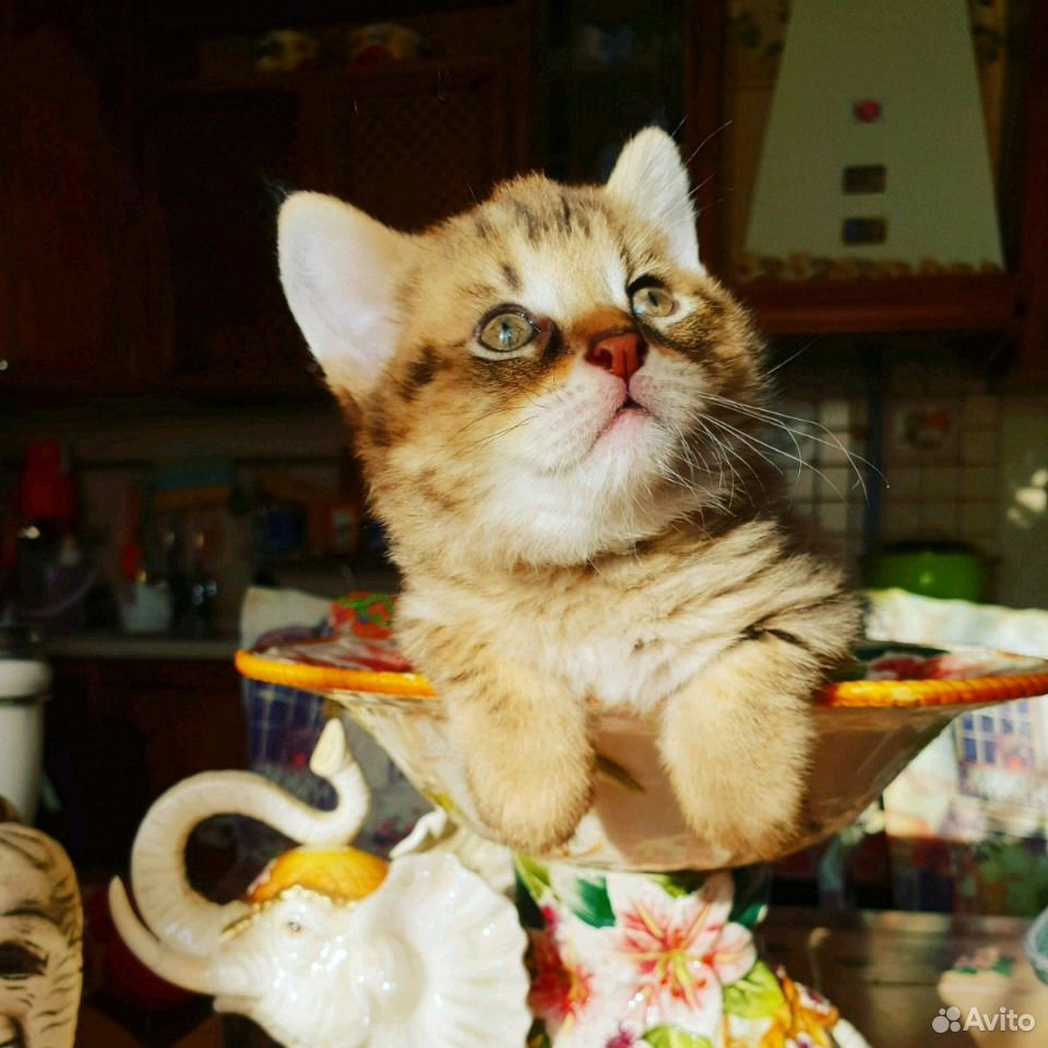Большой выбор котят Чаузи ф1