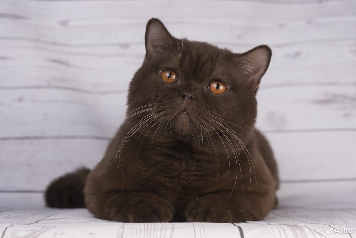 Шоколодный мачо