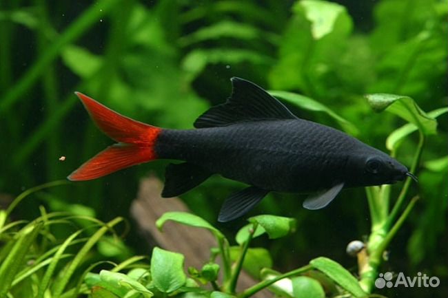 Лабео двухцветный (лат. Epalzeorhynchos bicolor)