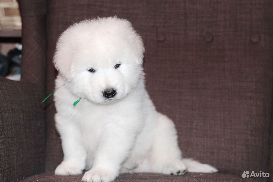 Щенки мареммы. Миросвет Шервуд