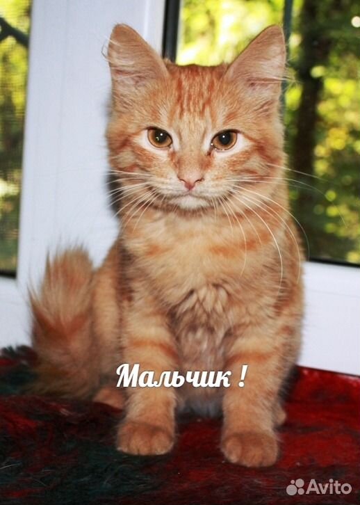 Рыжий котенок ищет дом