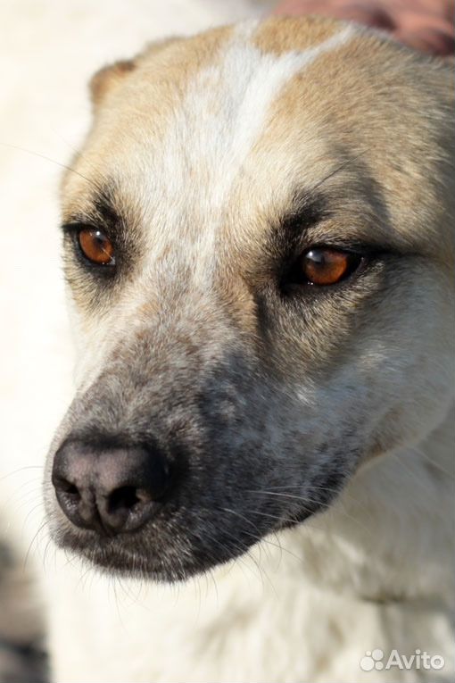 Красавица Келли в добрые руки