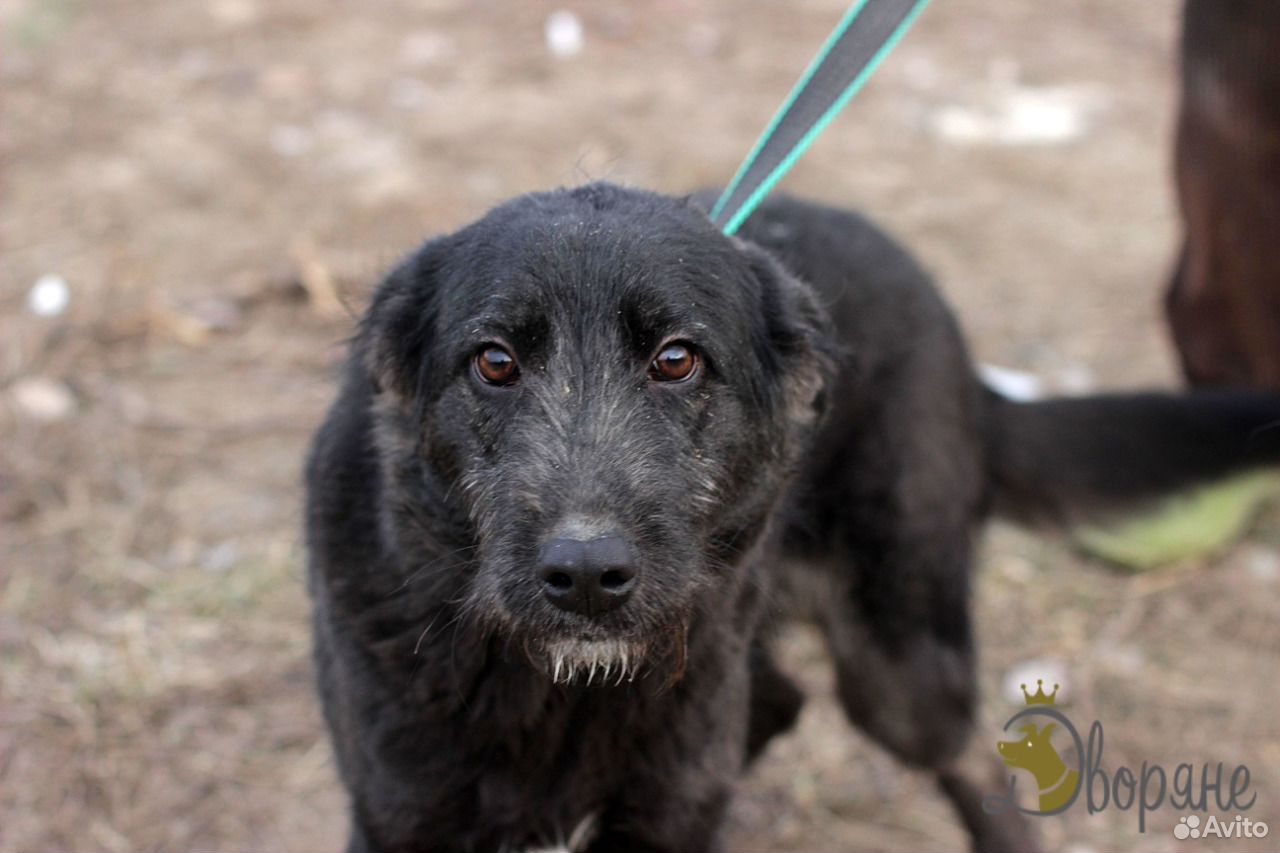 Астра ждет свою неповторимую и любящую семью