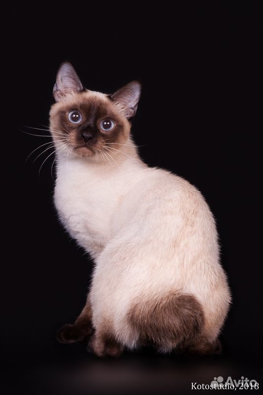 Котик ищет невесту