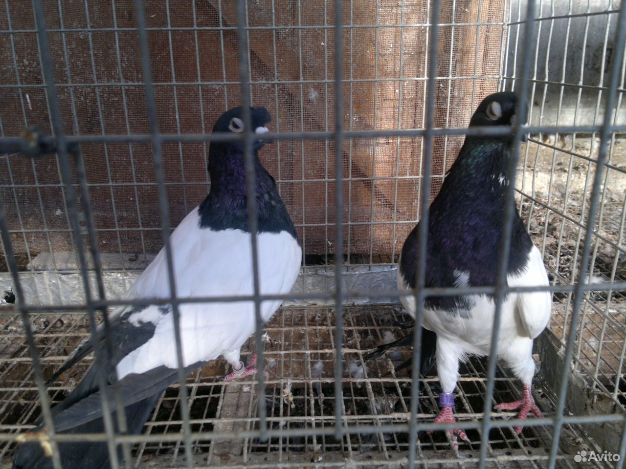 Голуби разных пород, молодежь