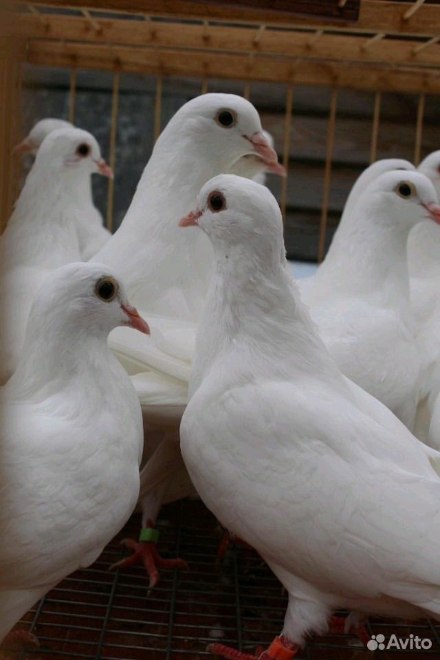 Голуби белые