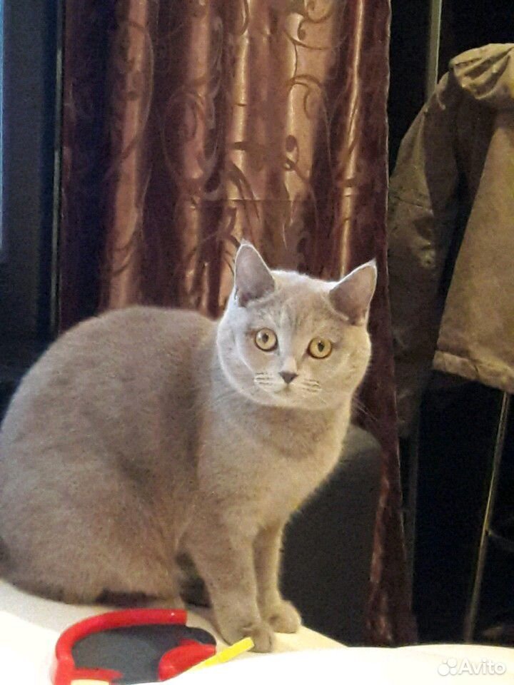 Шотландская кошка от клубных родителей скоттиш стр