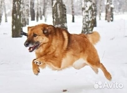 Солнечная Алиса в дар