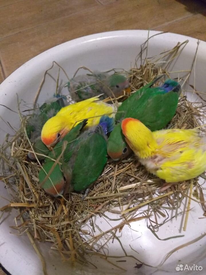 Попугай неразлучник