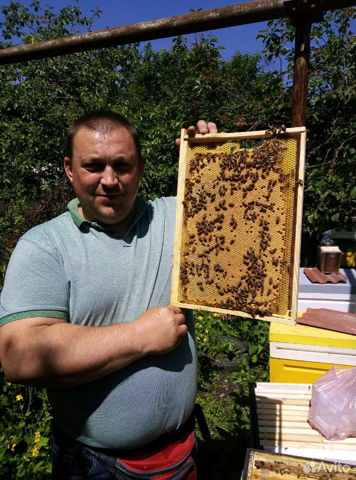 Пчелопакеты и Пчеломатки Бакфаст ио, F1