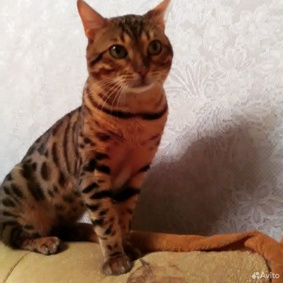 Вязка