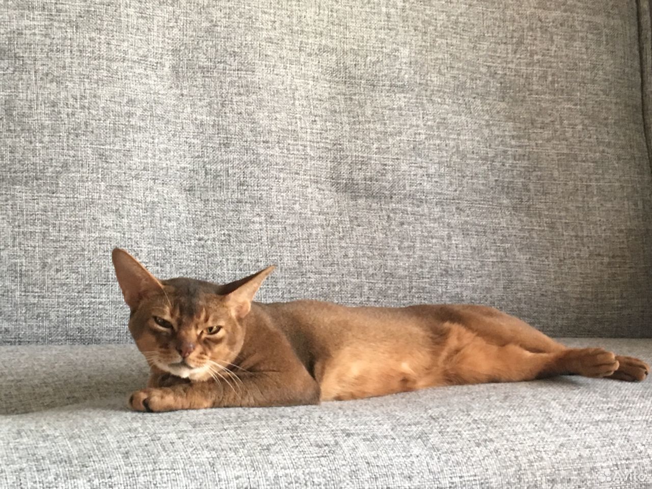 Вязка Абиссинский клубный кот
