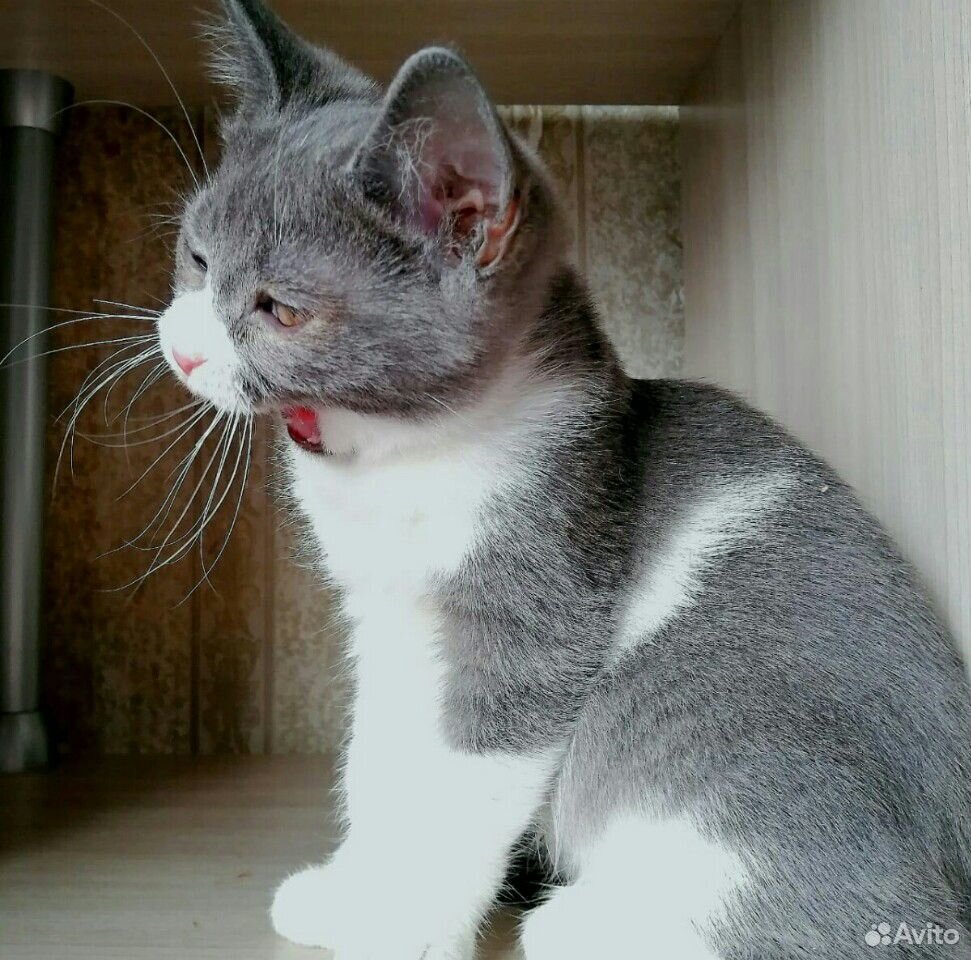 Полубританец наидобрейший