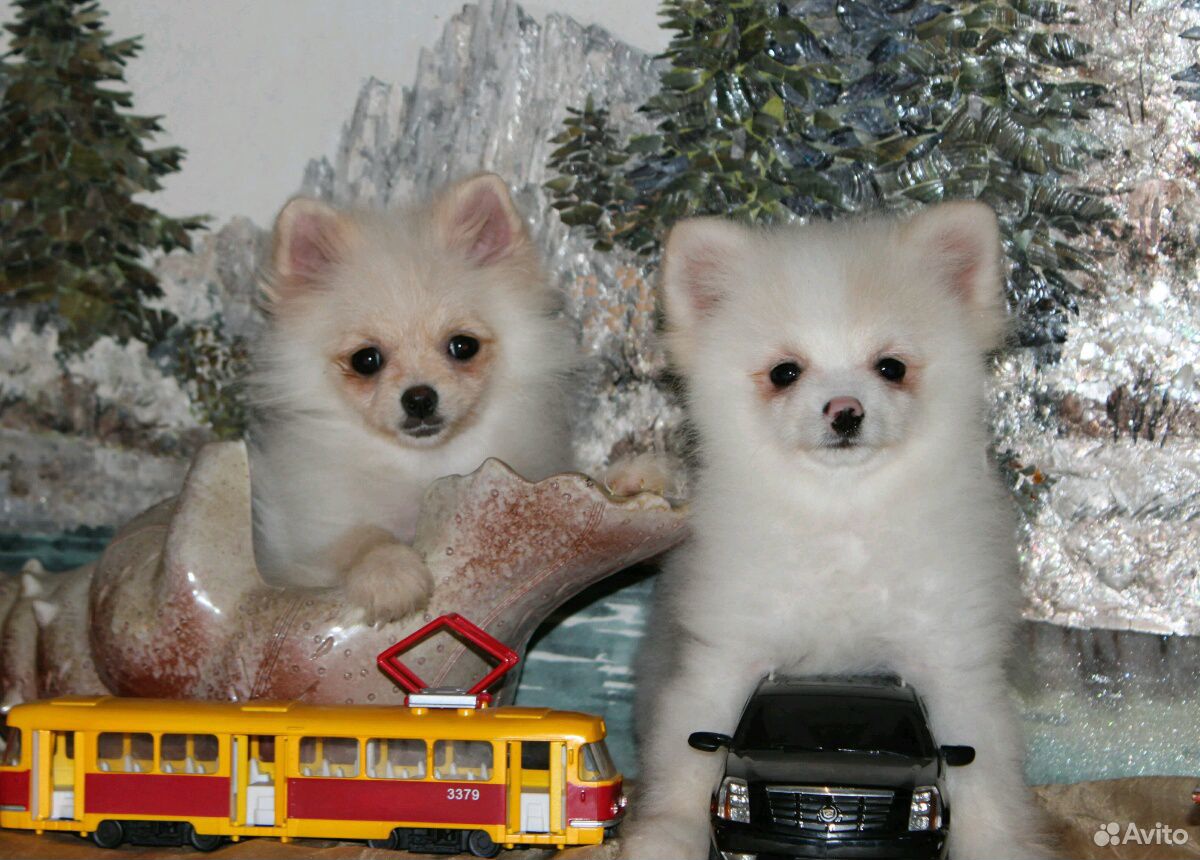 Шпицульки-крохотульки