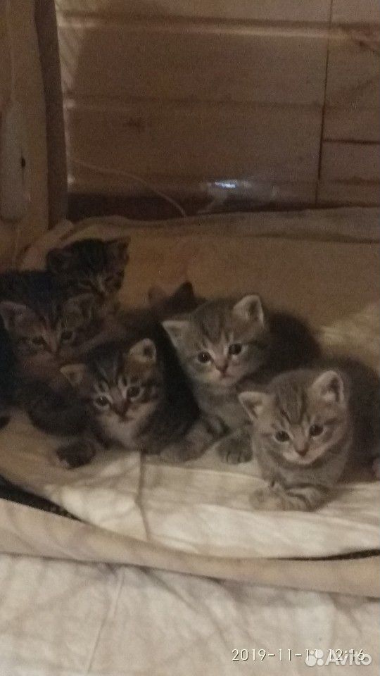 Внеплановые котята