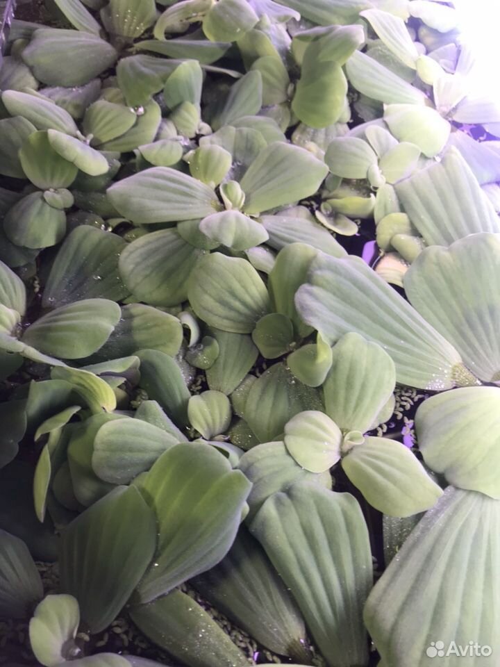Pistia Аквариумное растение