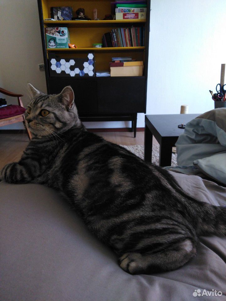 Вязка с кошечкой