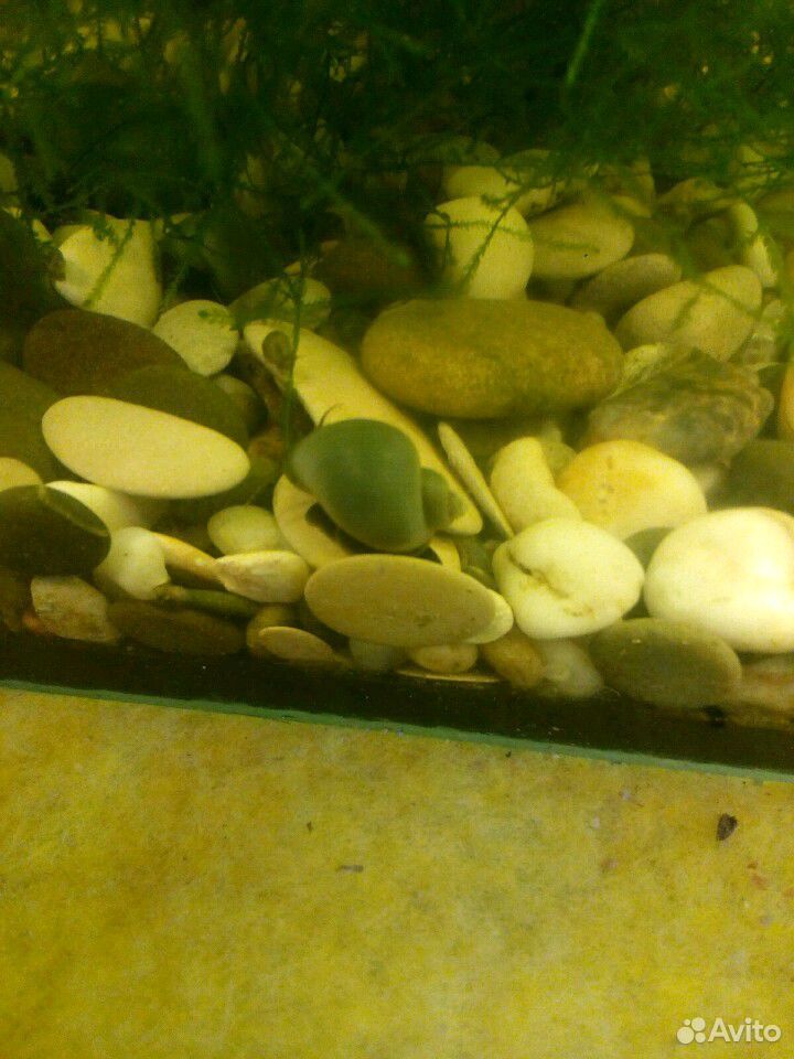 Улитка ампулярия