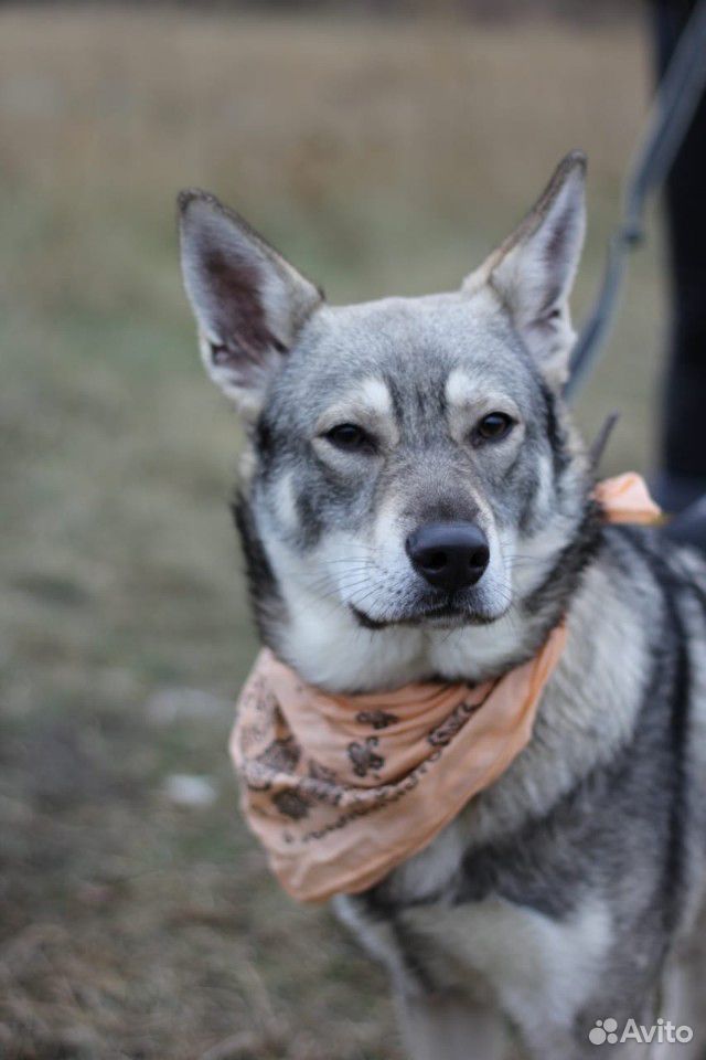 Отдам молодого пса в добрые руки