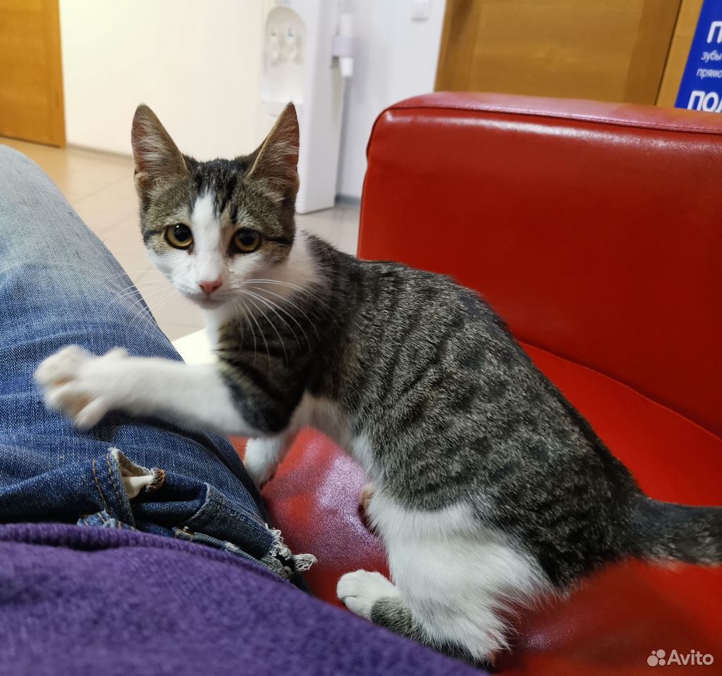 Ласковая кисонька с умными глазами