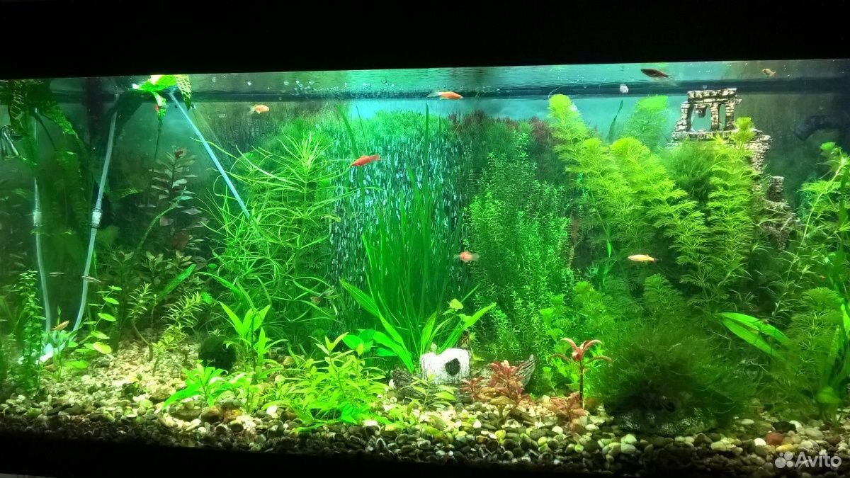 Растения и рыбки для аквариума