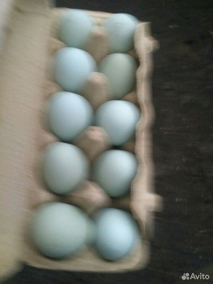 Яйца инкубационные ухейулюй