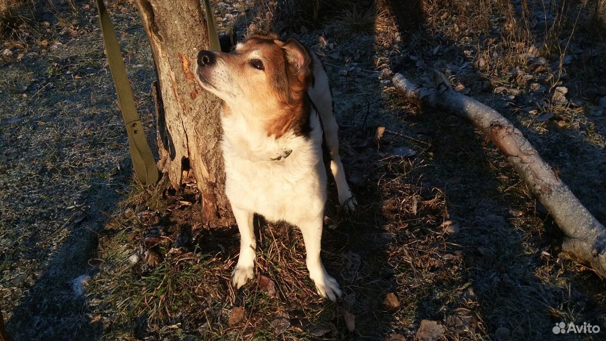 Ника-Джульета. Небольшая собака. Бесплатная