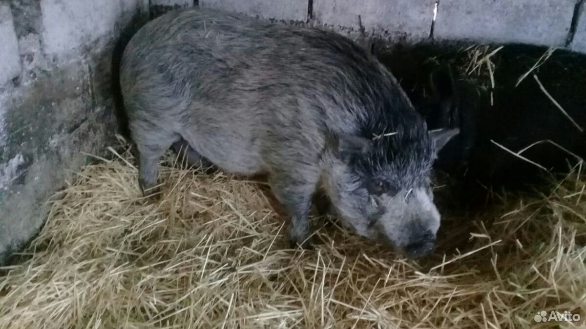 Вьетнамский вислобрюхий хряк / кармал