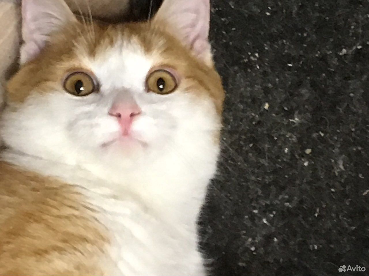 Отдам кота в добрые руки