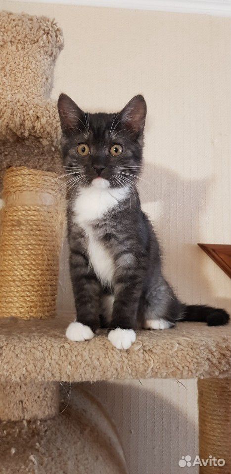 Котенок девочка метиска 2,5мес привита домашняя