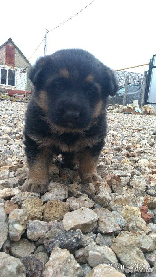 Немецкая овчарка