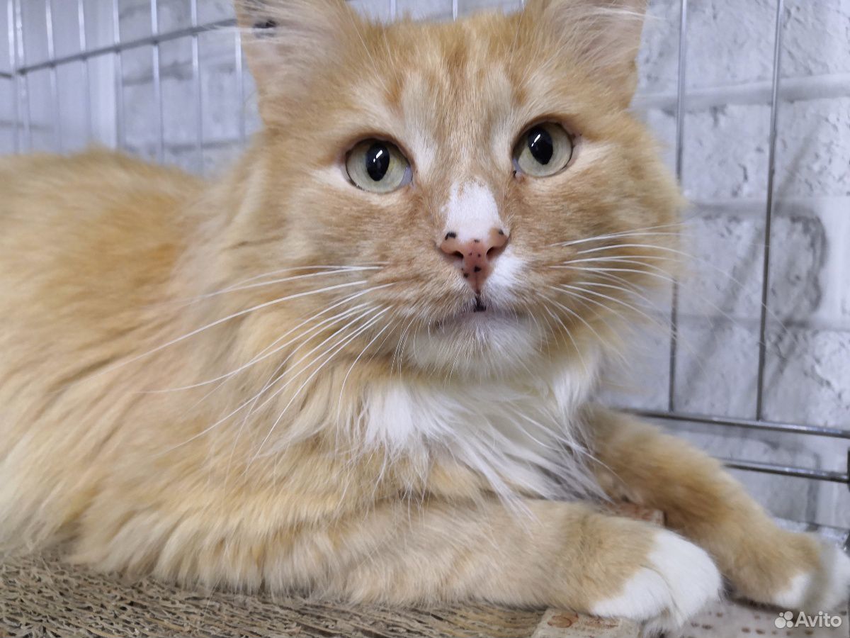 Рыжий кот 4 года