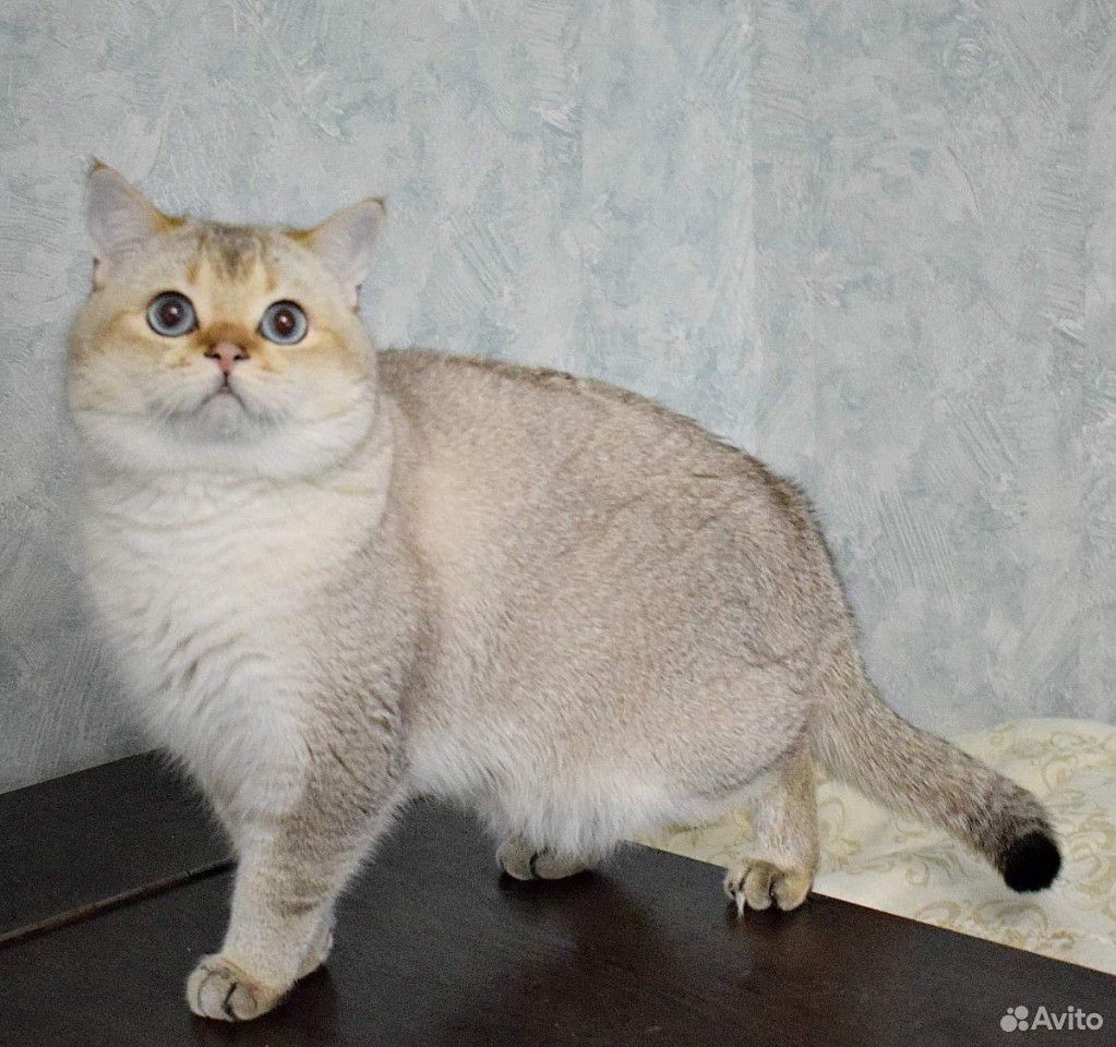 Золотой шотландец для вязок