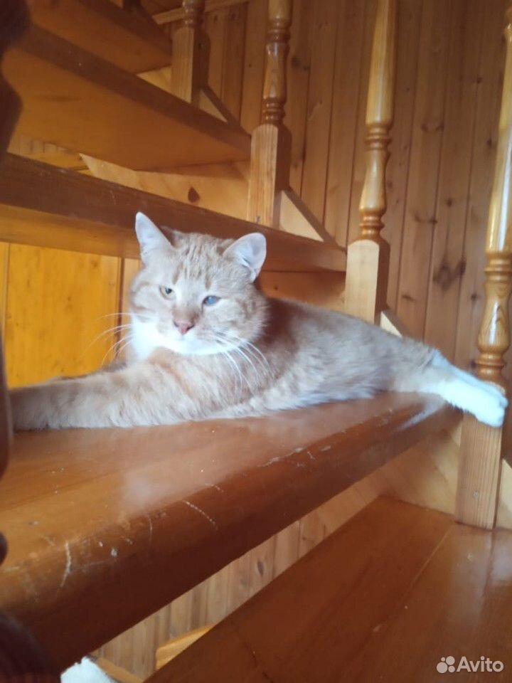 Рыжий котейка в дар