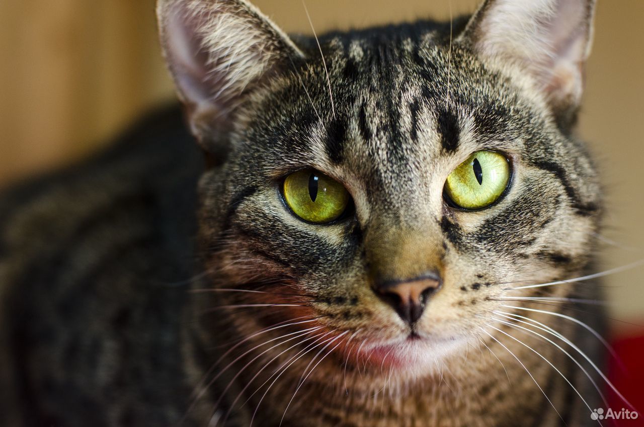 Кошка Ева ищет семью