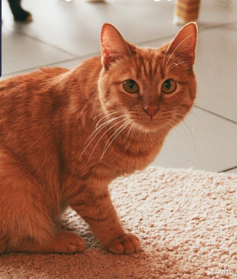 Кошка ищет дом