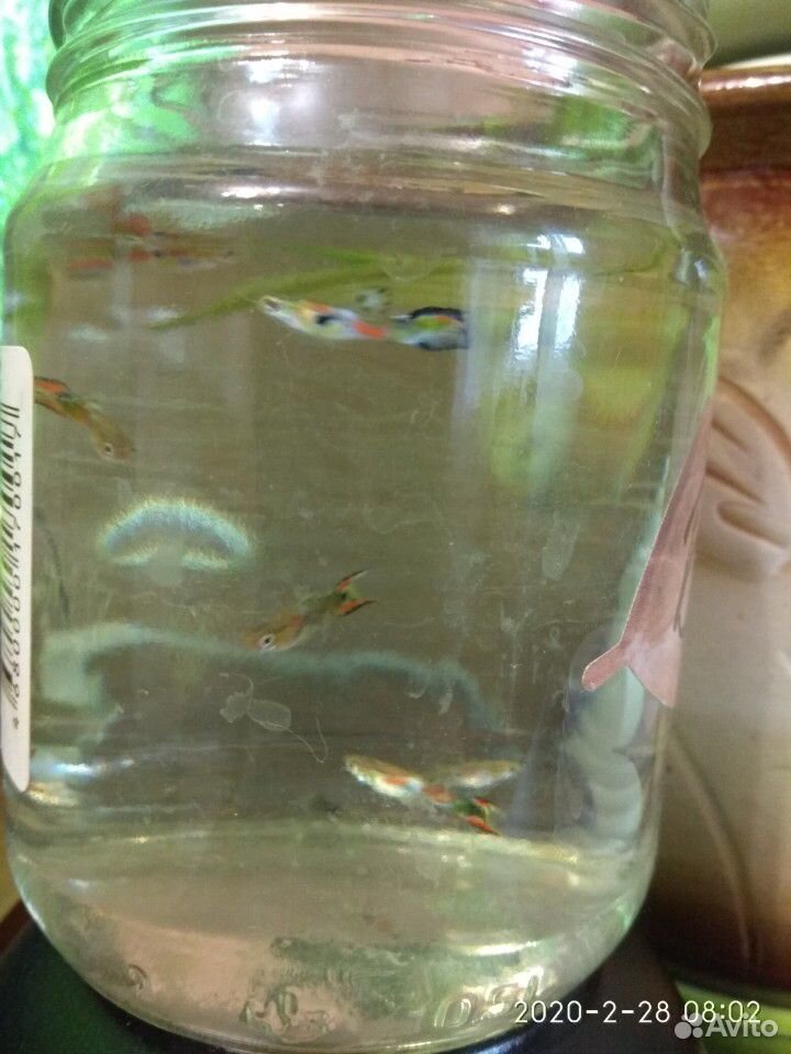 Гуппи, самцы