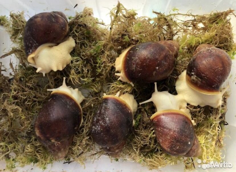 Улитки Архахатина Пулаэрти Альбино