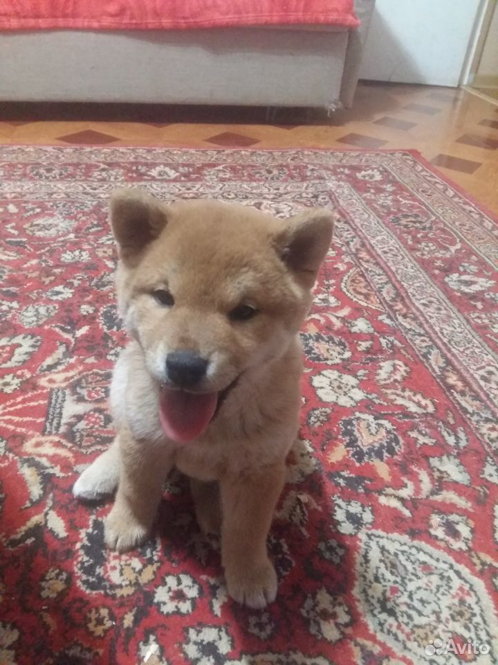 Сиба Ину мальчик "Хома"