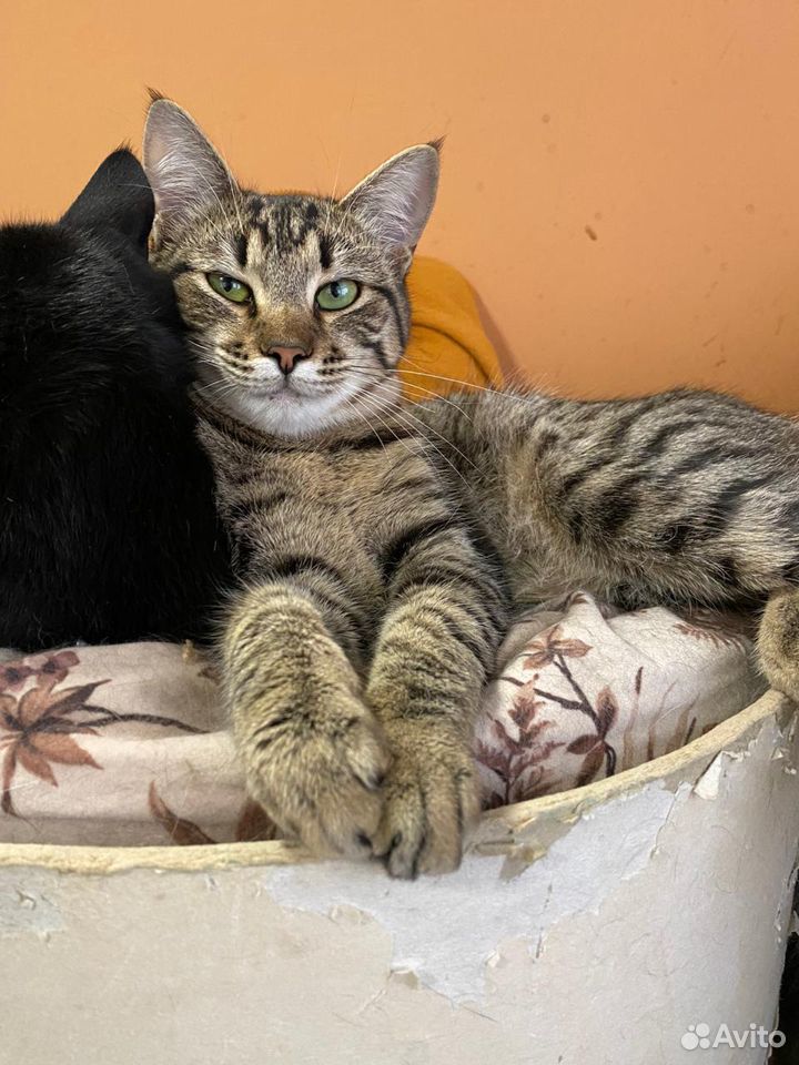 Полосатый Котенок-девочка