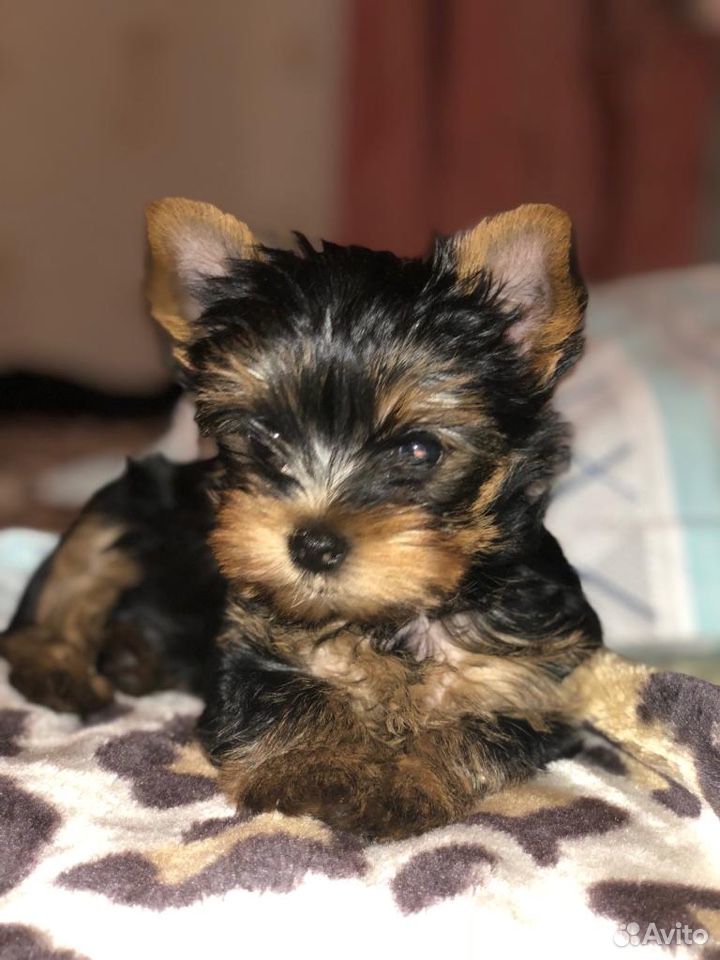 Йоркширский терьер