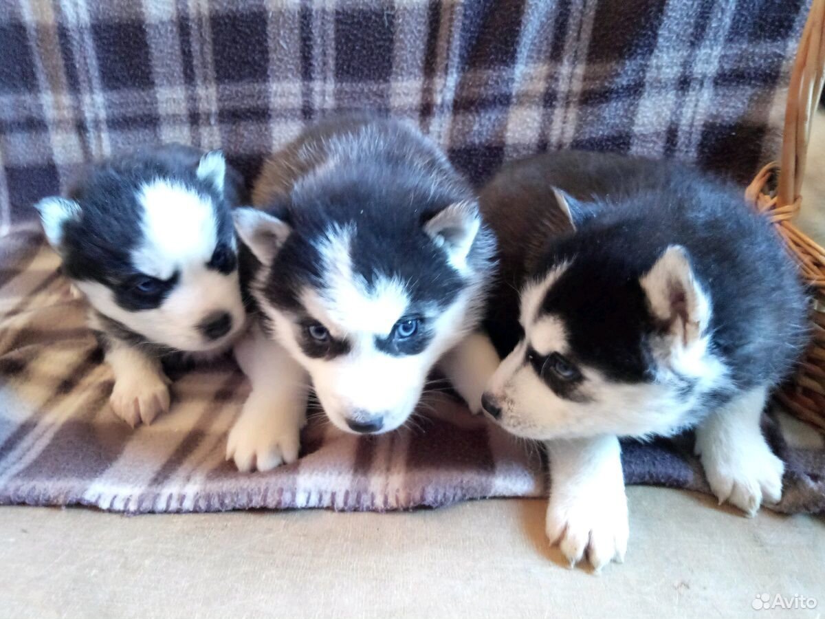 Сибирский хаски